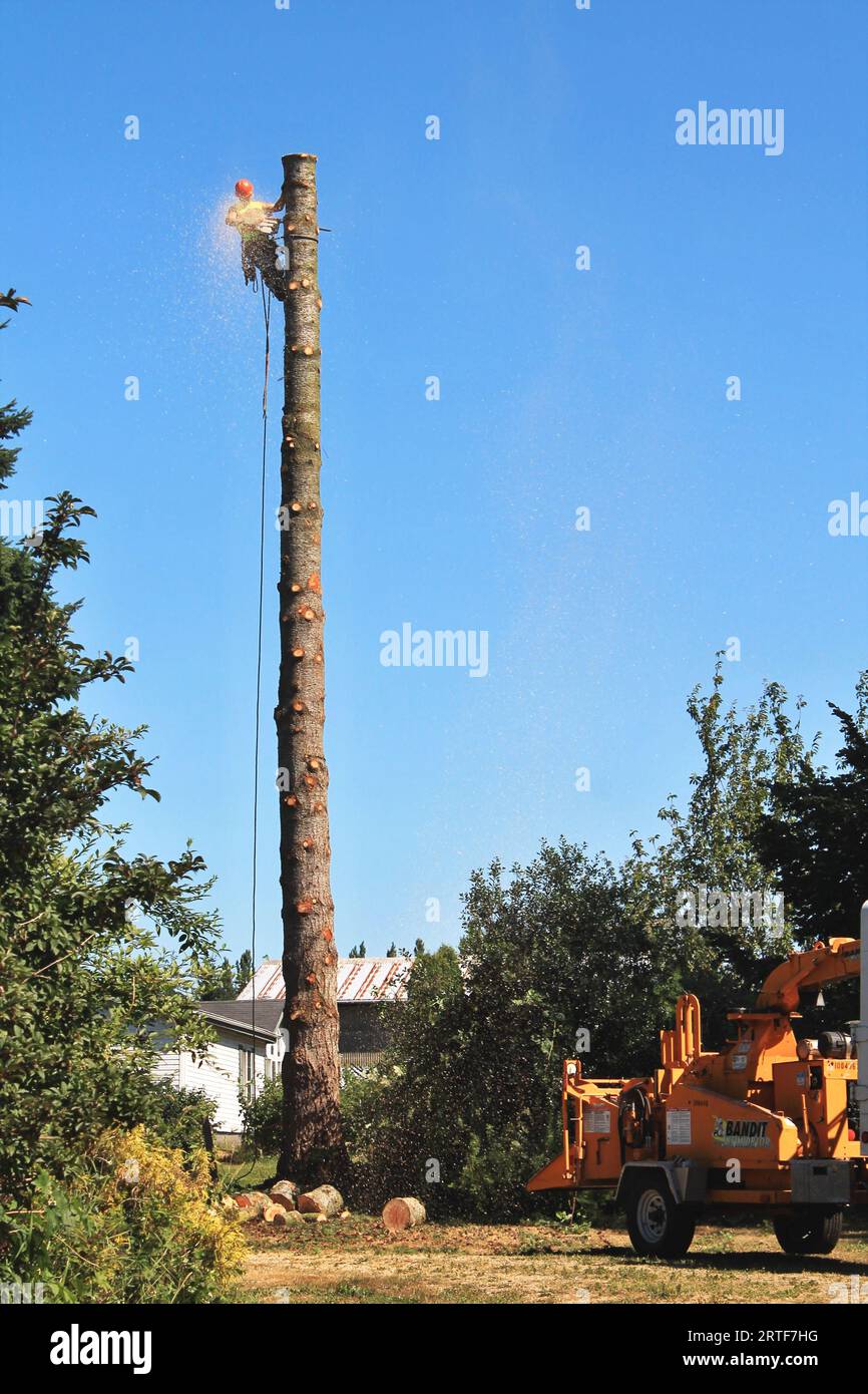 Logger cutting tree hi-res stock photography and images - Alamy