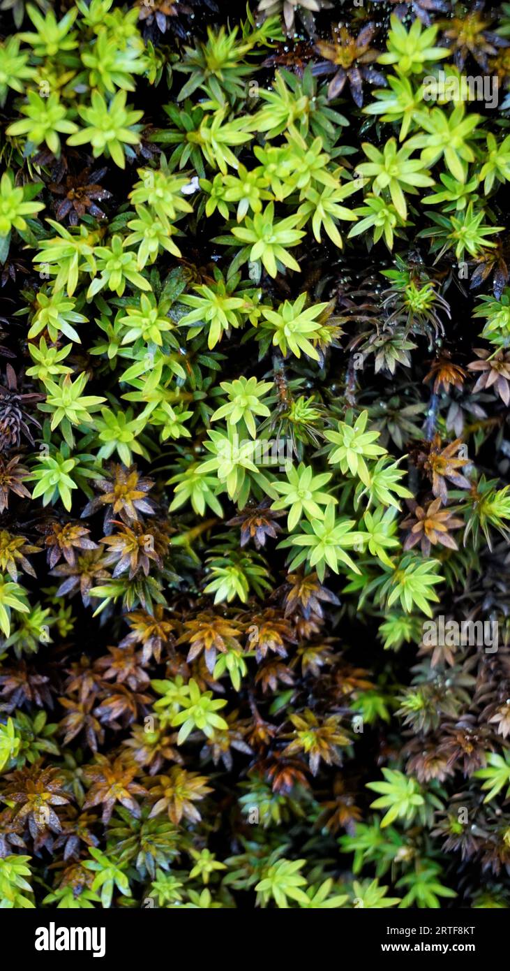 Closeup Portrait background image made of Polytrichum piliferum bristly ...
