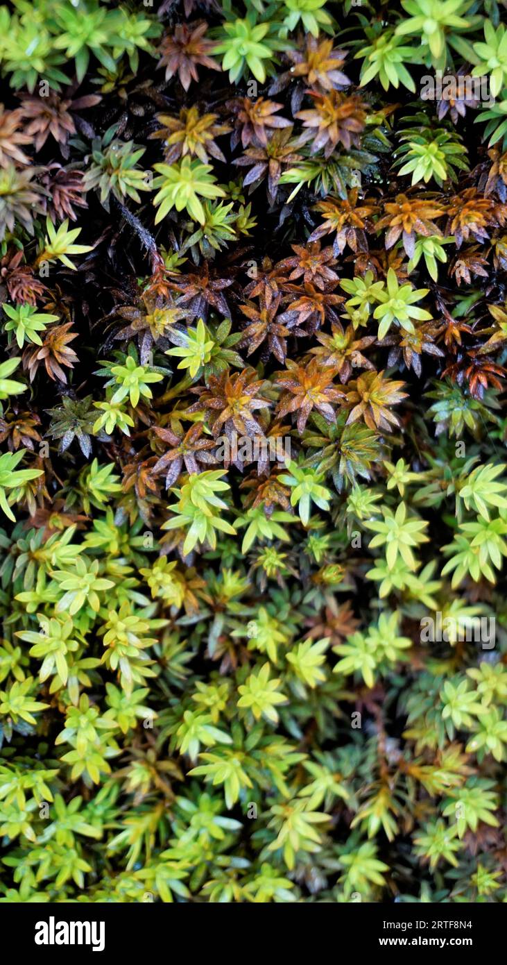 Closeup Portrait background image made of Polytrichum piliferum bristly ...