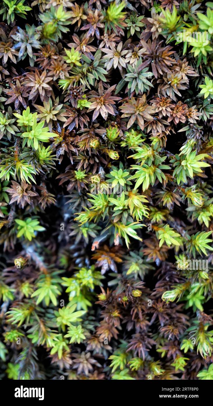Closeup Portrait background image made of Polytrichum piliferum bristly ...
