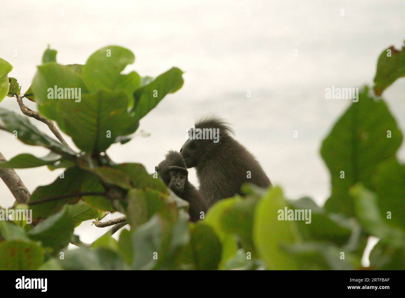 Two individuals of crested macaques (Macaca nigra) are photographed in ...