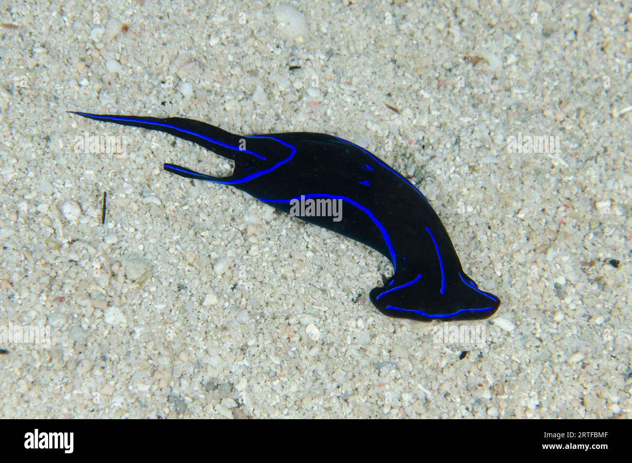 Blue Velvet Headshield Slug, Chelidonura varians, Post dive site ...