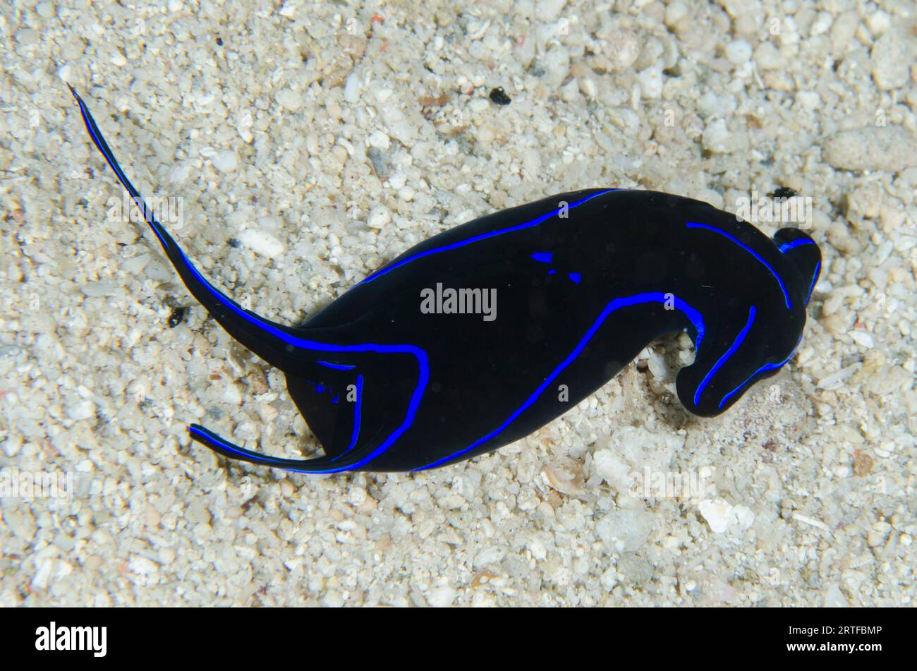 Blue Velvet Headshield Slug, Chelidonura varians, Post dive site ...