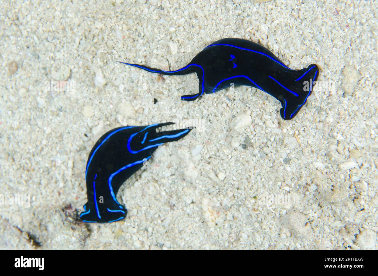 Pair of Blue Velvet Headshield Slugs, Chelidonura varians, Post dive ...