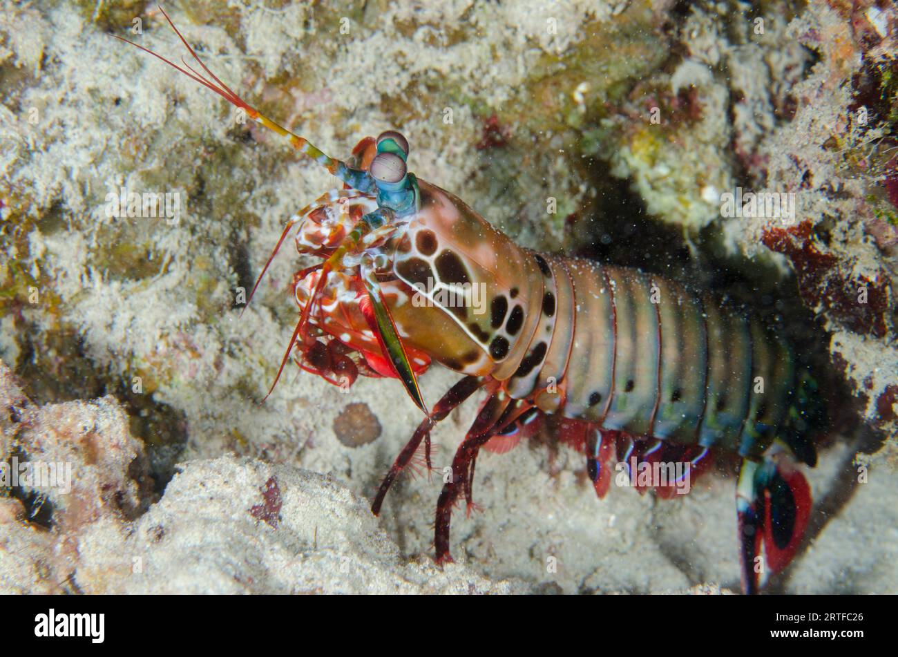 Peacock mantis shrimp side view hi-res stock photography and images - Alamy