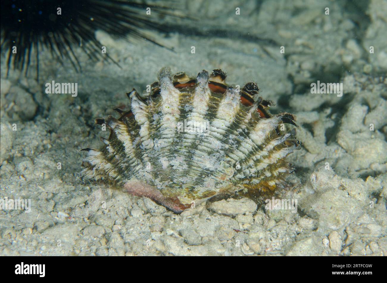 Scallop, Pectinidae Family, Post dive site, Menjangan Island, Buleleng ...