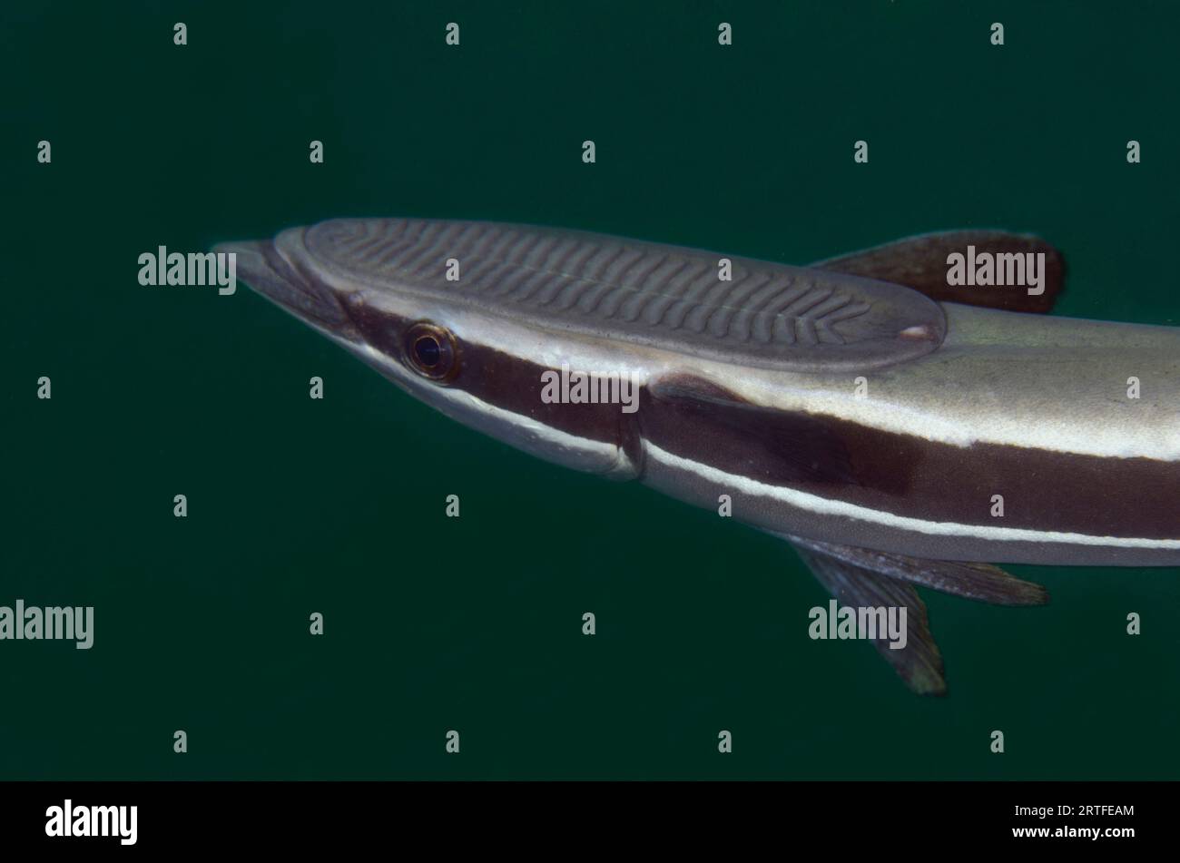 Sucking disc hi-res stock photography and images - Alamy
