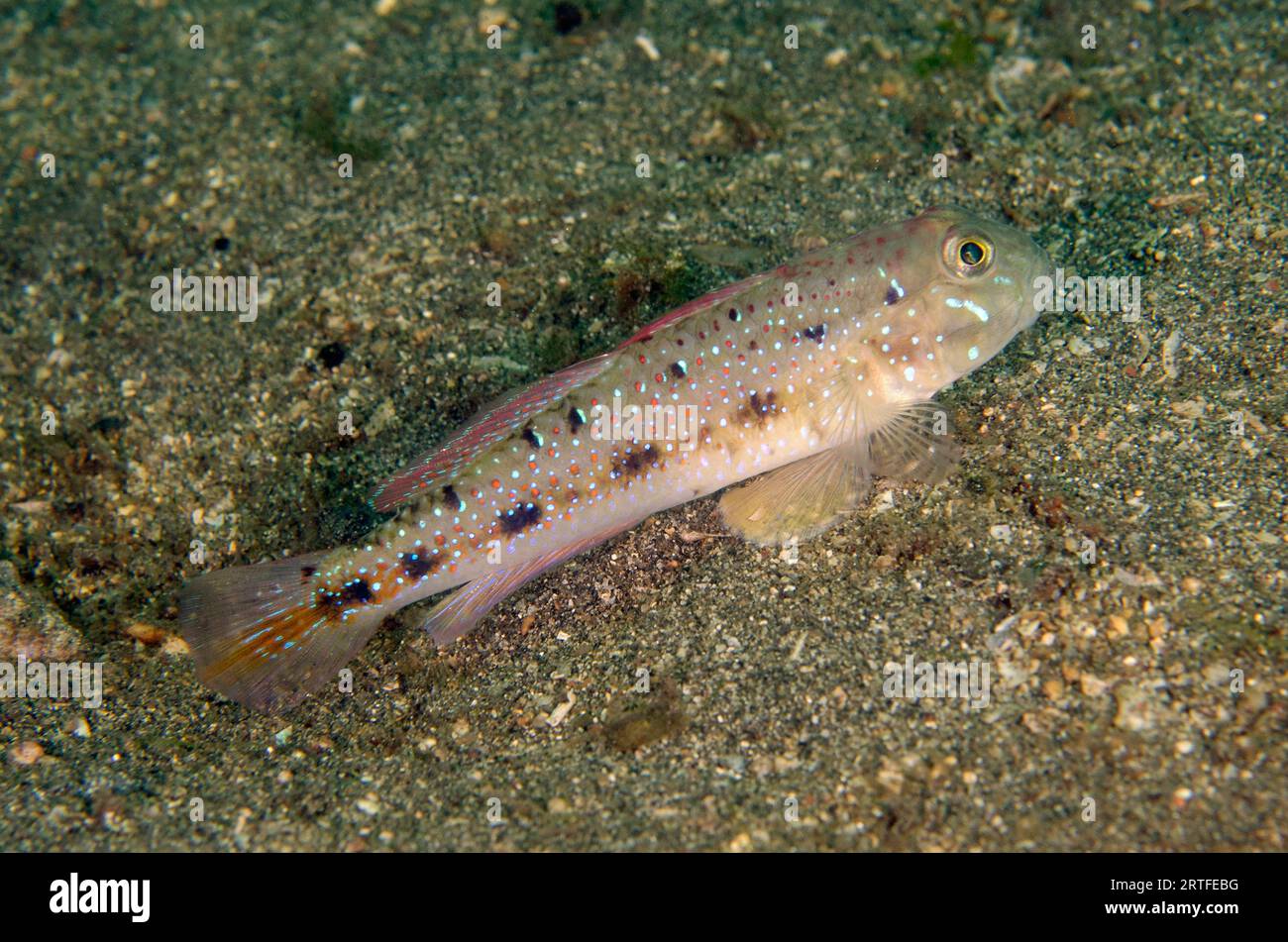 Triplespot goby hi-res stock photography and images - Alamy