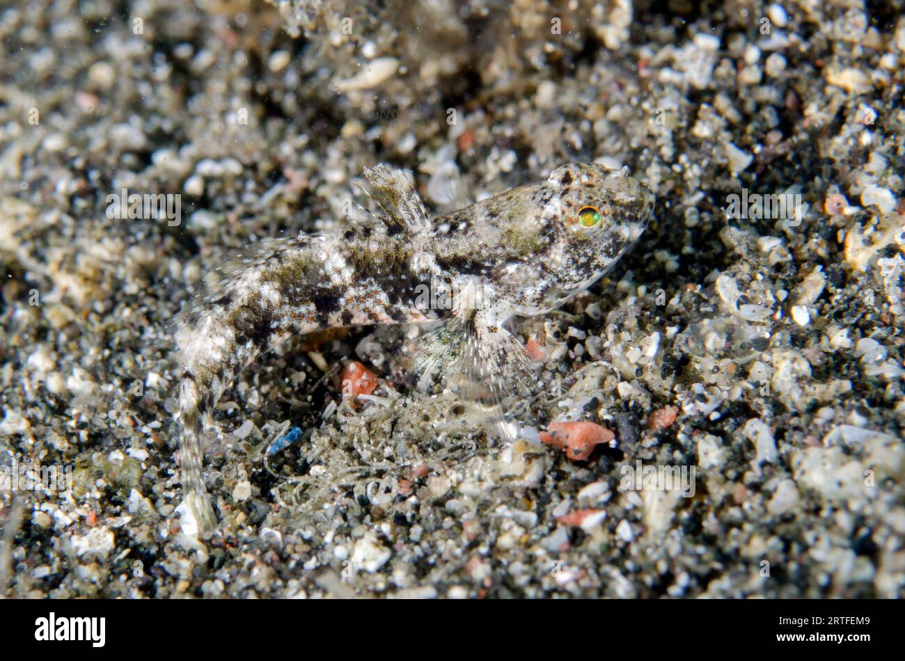 Mud Goby, Hazeus sp, camouflaged on sand, Secret Bay dive site ...