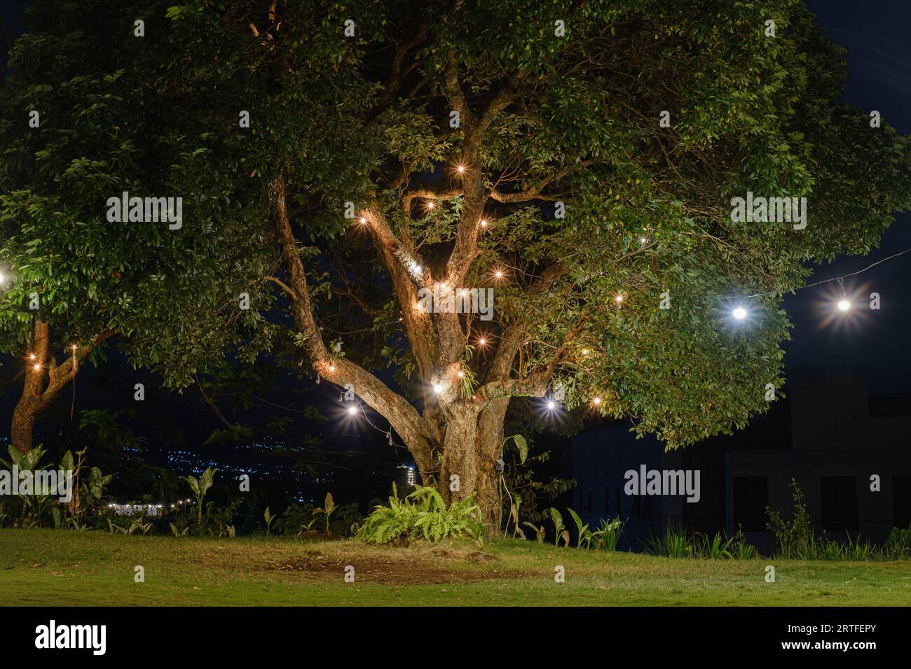 Beautiful tree with a lot of hanging lights on at night Stock Photo - Alamy
