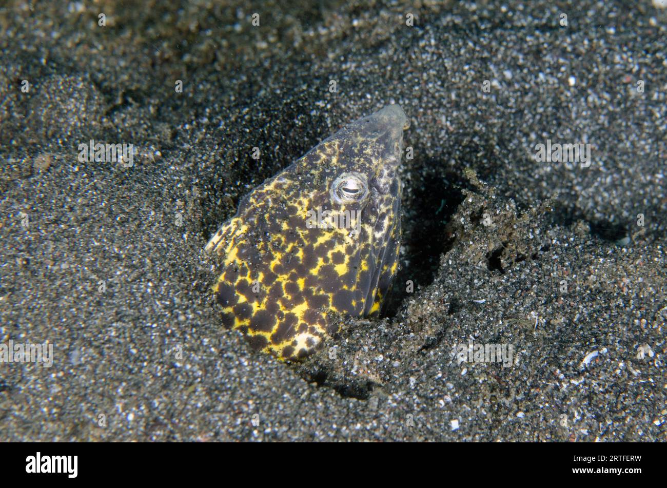 Marbled Snake Eel, Callechelys marmorata, in hole, Secret Bay dive site ...