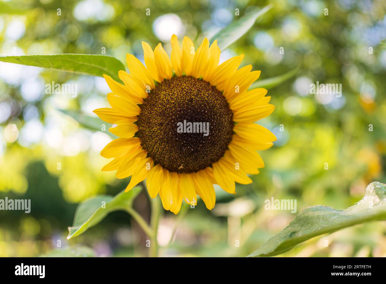 Setting sun over field of blooming sunflowers. Bright photo of ...