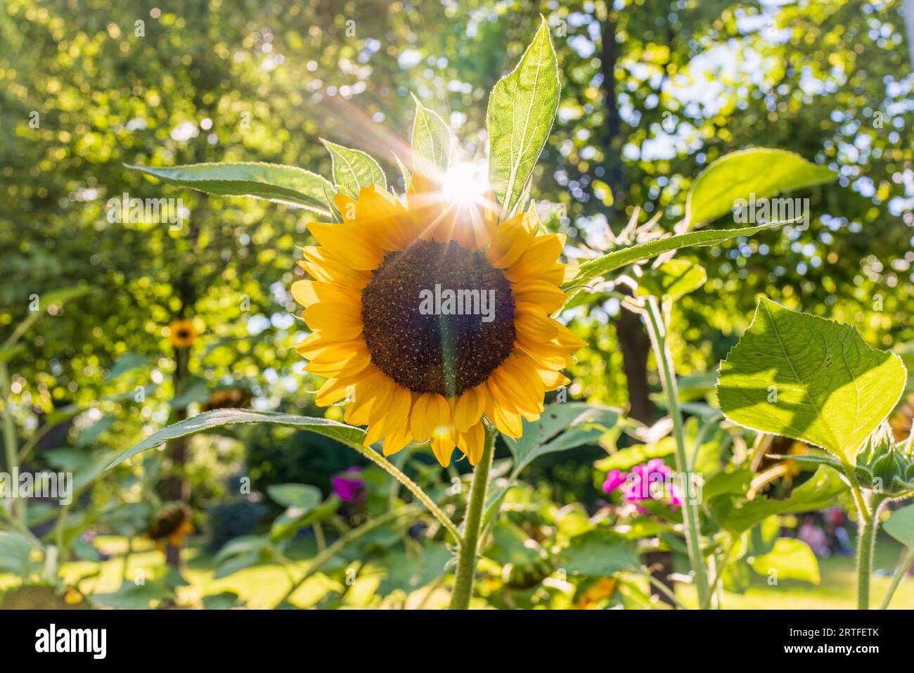 Setting sun over field of blooming sunflowers. Bright photo of ...