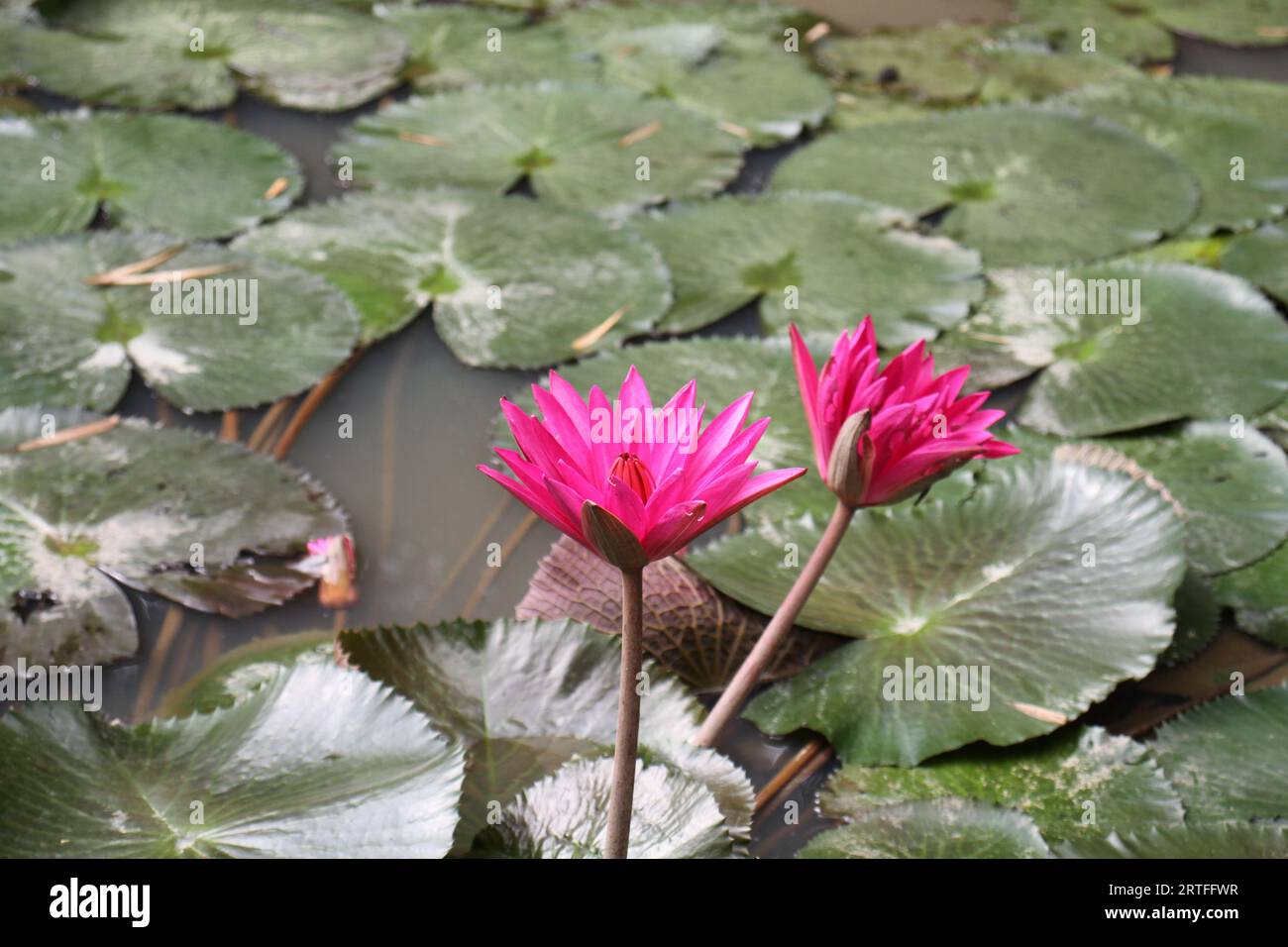Pond water lilies under hi-res stock photography and images - Alamy