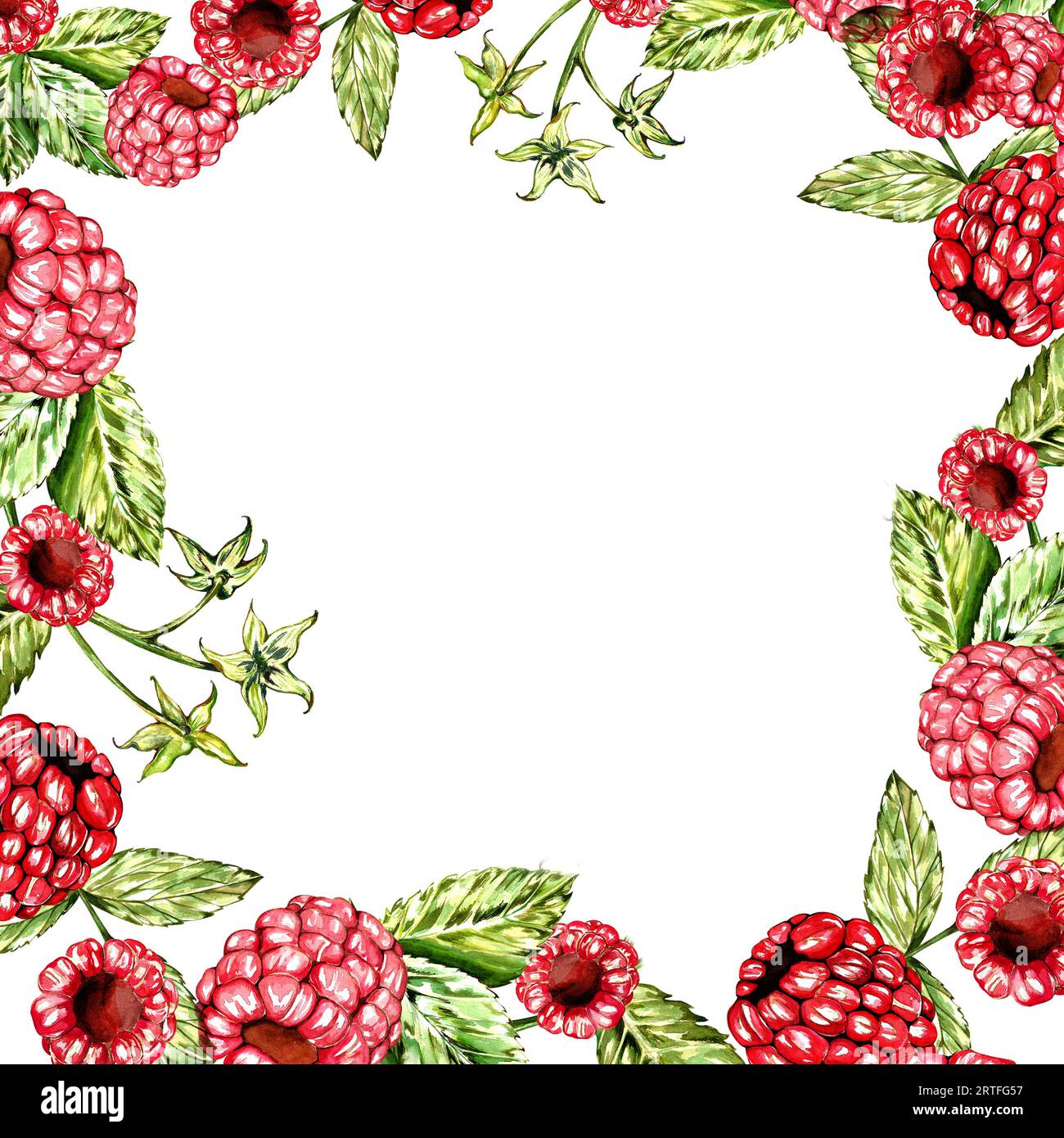 a set of watercolor elements. juicy raspberries with leaves. for ...