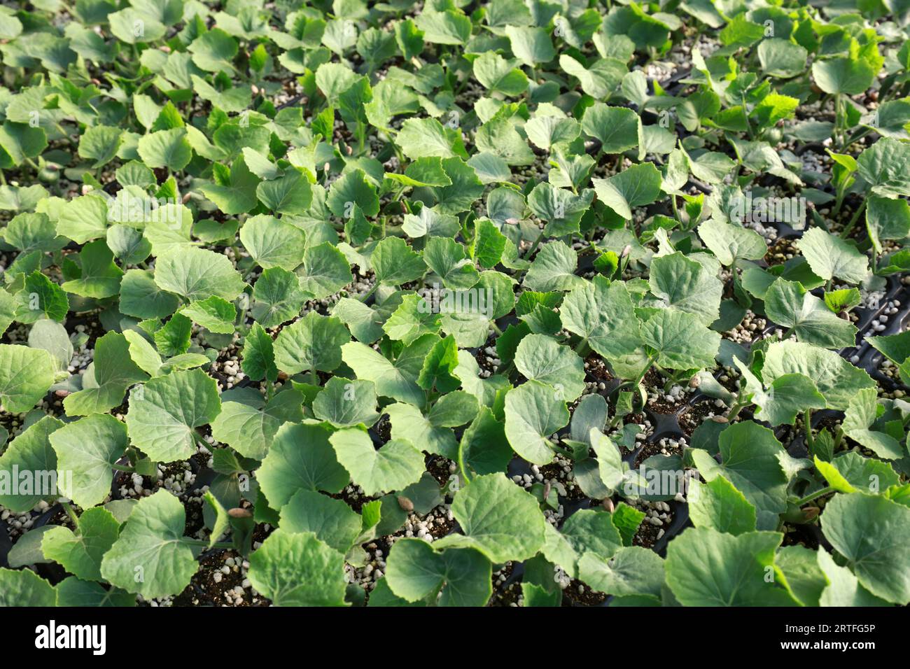 Watermelon seedlings in nutritional bowls Stock Photo - Alamy
