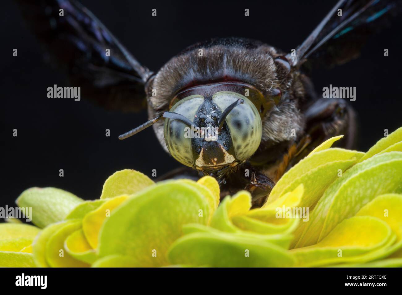 closeup shot of Carpenter bee Stock Photo - Alamy