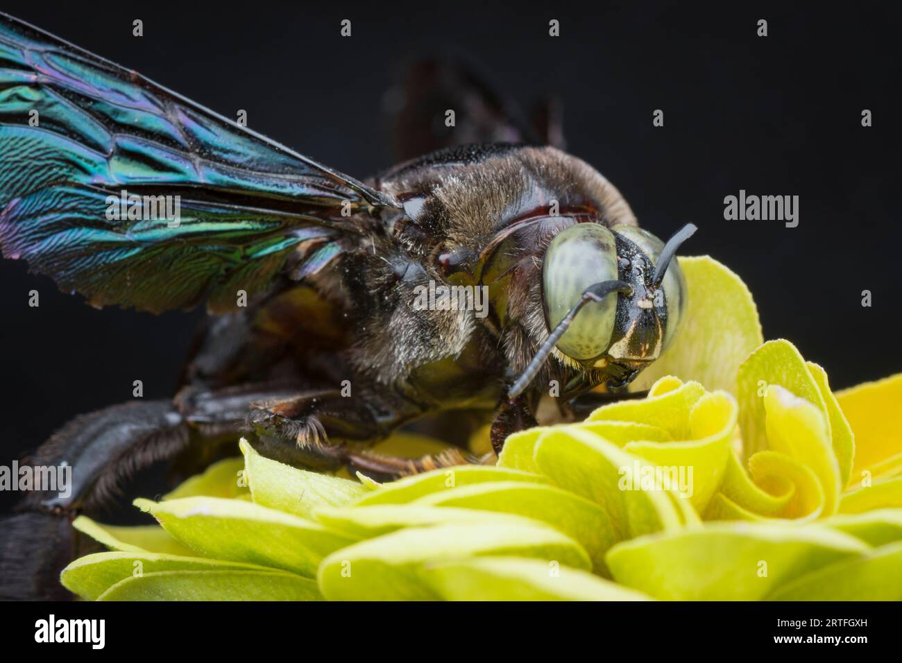 closeup shot of Carpenter bee Stock Photo - Alamy