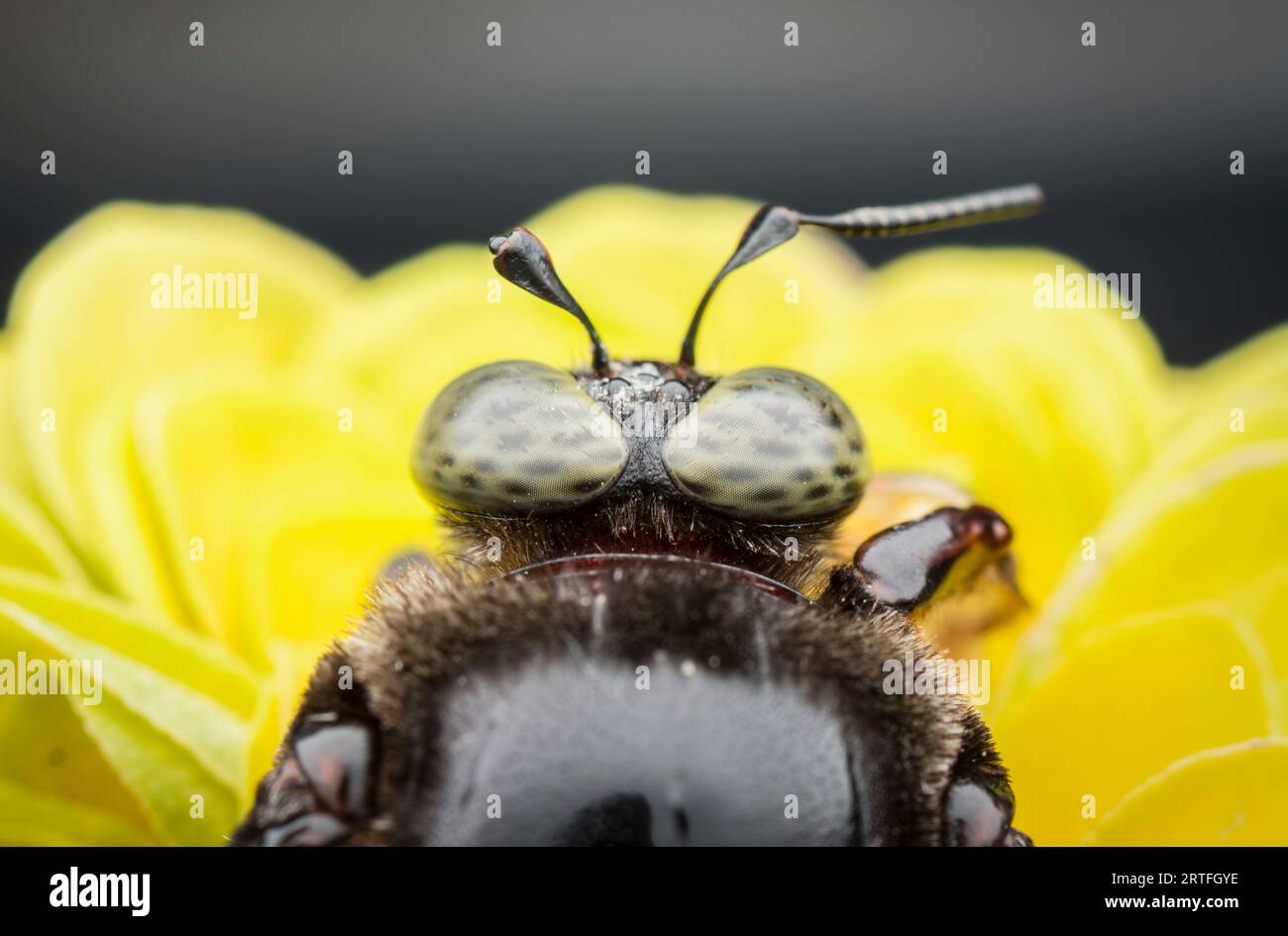 Proxylocopa hi-res stock photography and images - Alamy