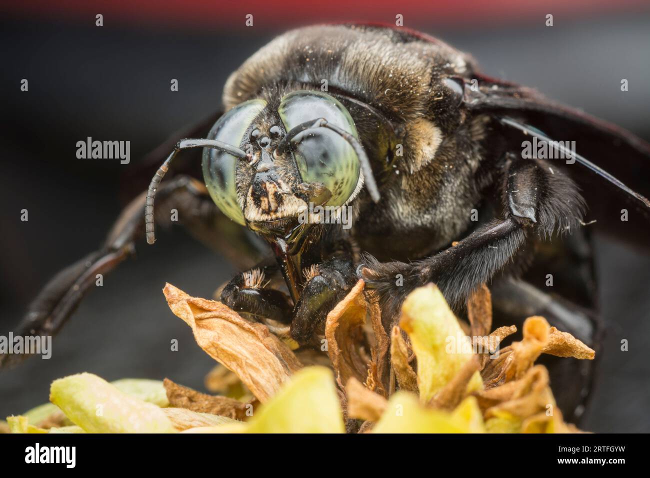 closeup shot of Carpenter bee Stock Photo - Alamy