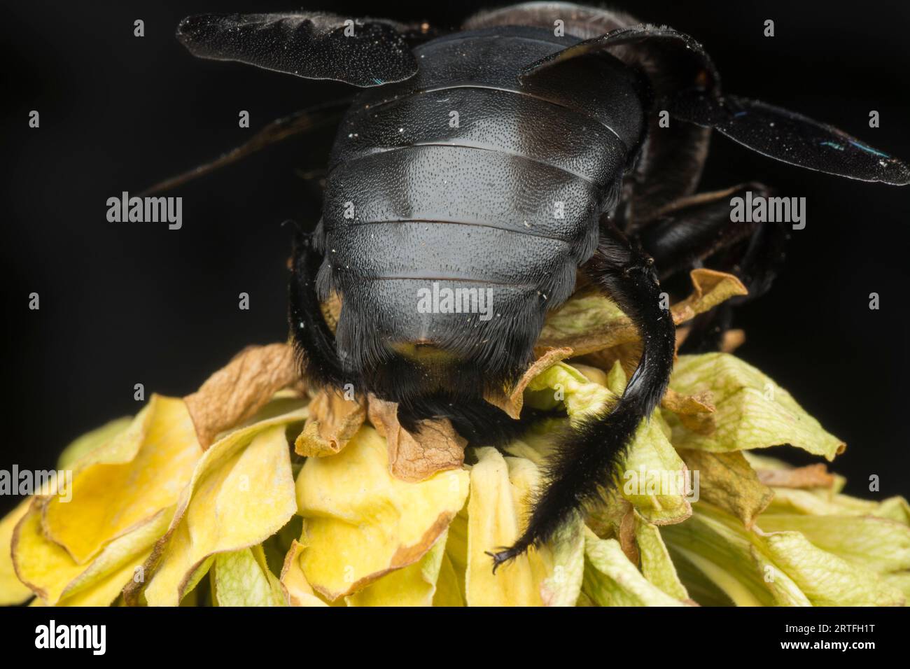 Carpenter bee nest hi-res stock photography and images - Alamy