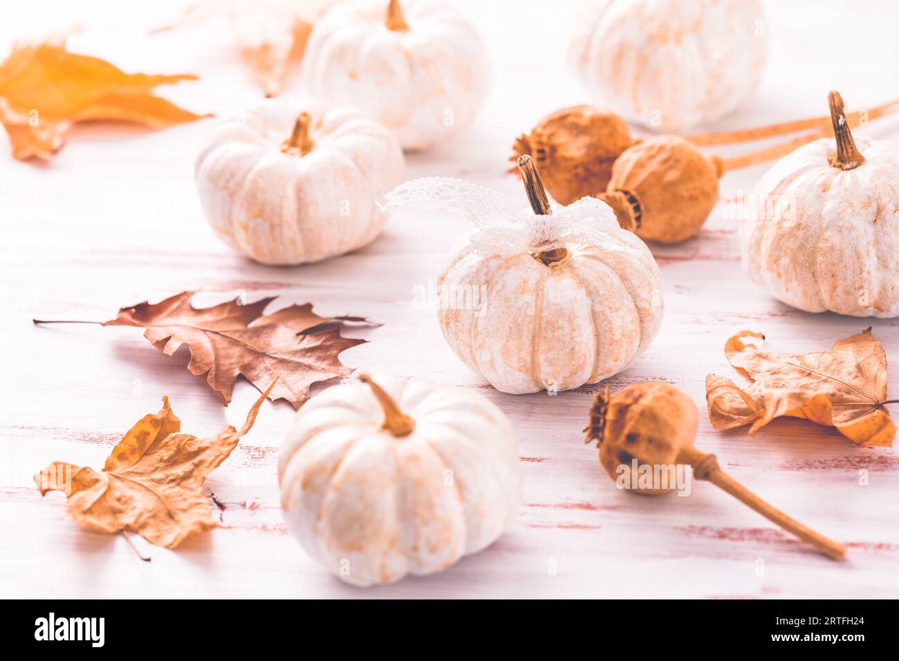 Poppy head october hi-res stock photography and images - Alamy