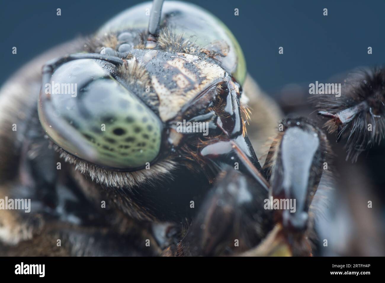 closeup shot of Carpenter bee Stock Photo - Alamy