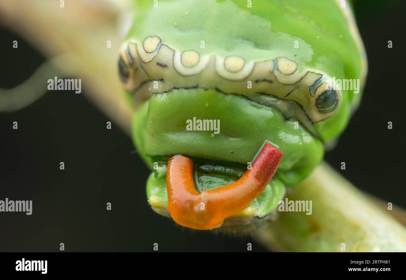 Caterpillar larva on lemon tree hi-res stock photography and images - Alamy