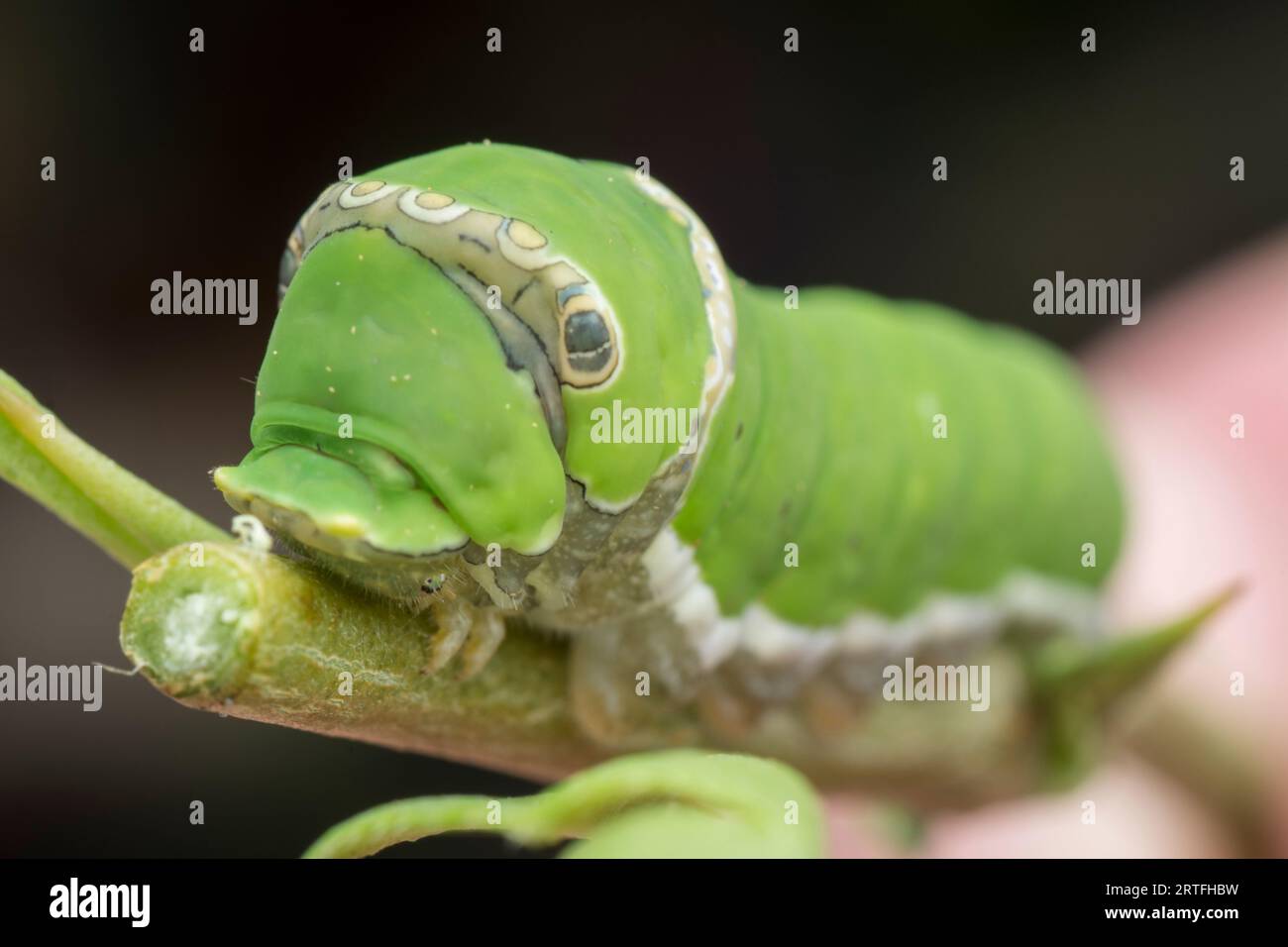 Caterpillar larva on lemon tree hi-res stock photography and images - Alamy