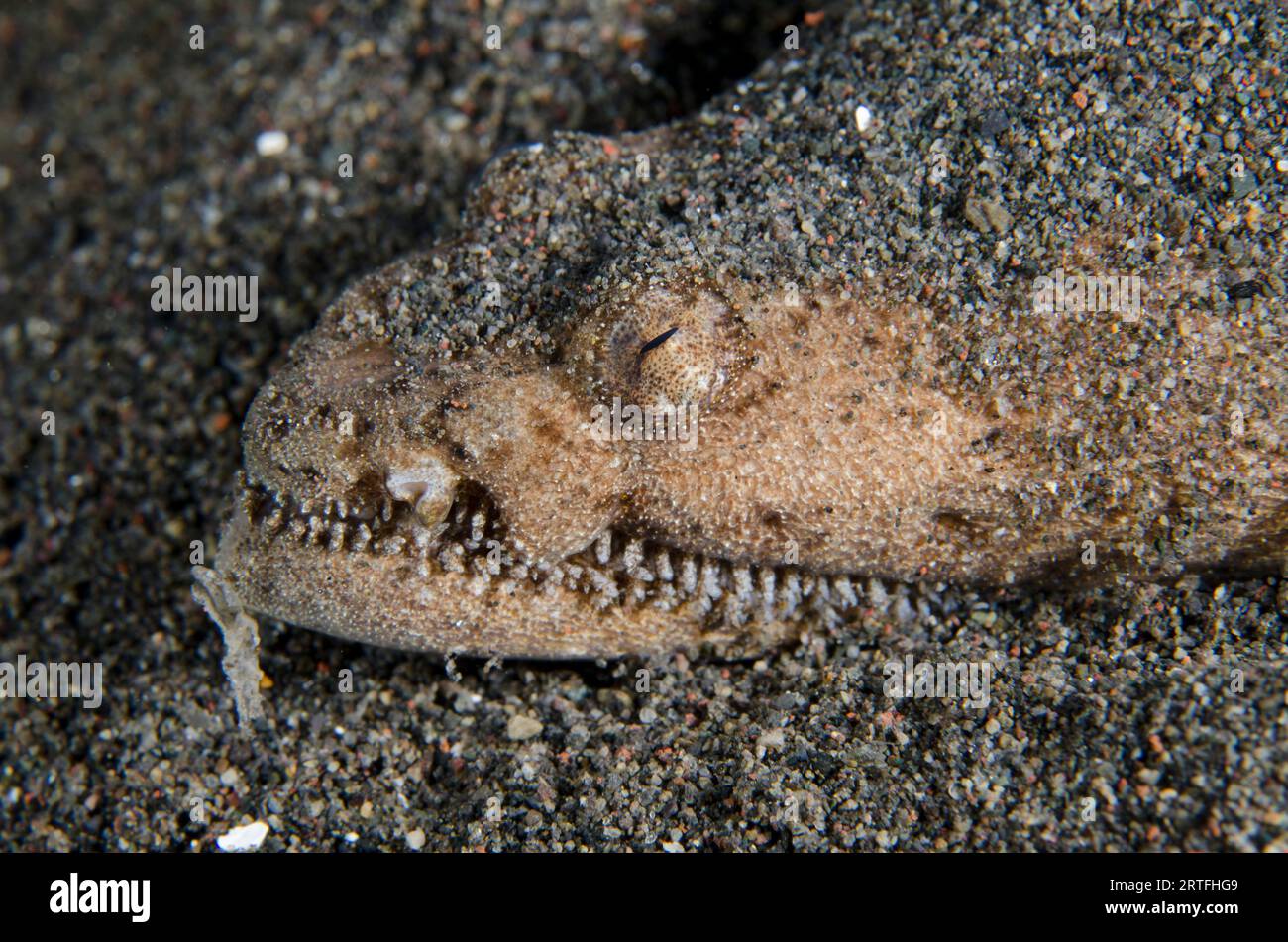Stargazer Snake Eel, Brachysomophis cirrocheilos, in hole, Puri Jati ...