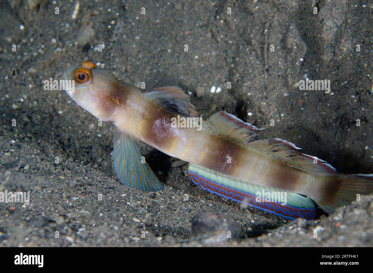 Steinitz' Shrimpgoby, Amblyeleotris steinitzi, with extended fins by ...