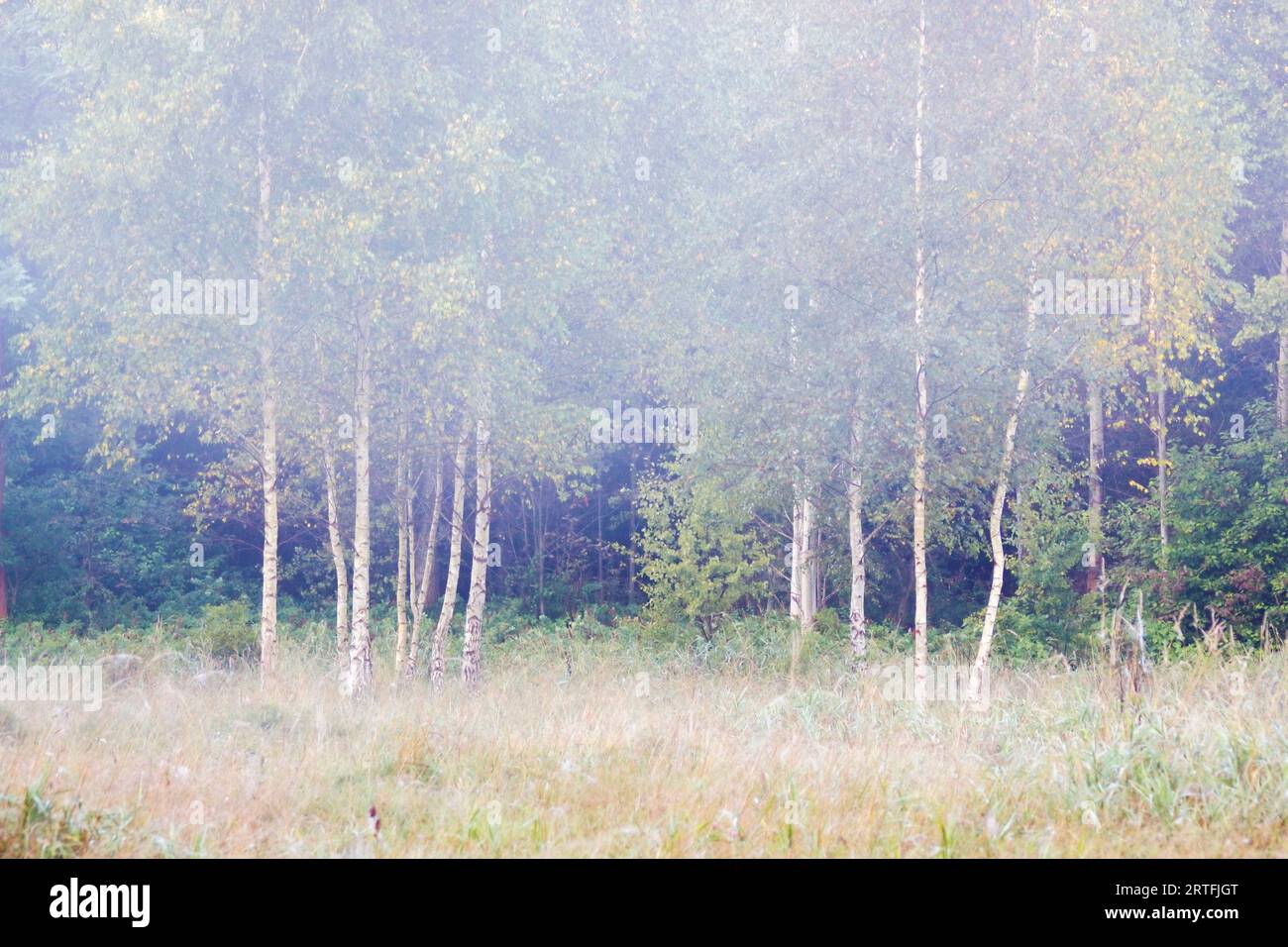 Birch trees on foggy morning - forest in Poland Stock Photo - Alamy