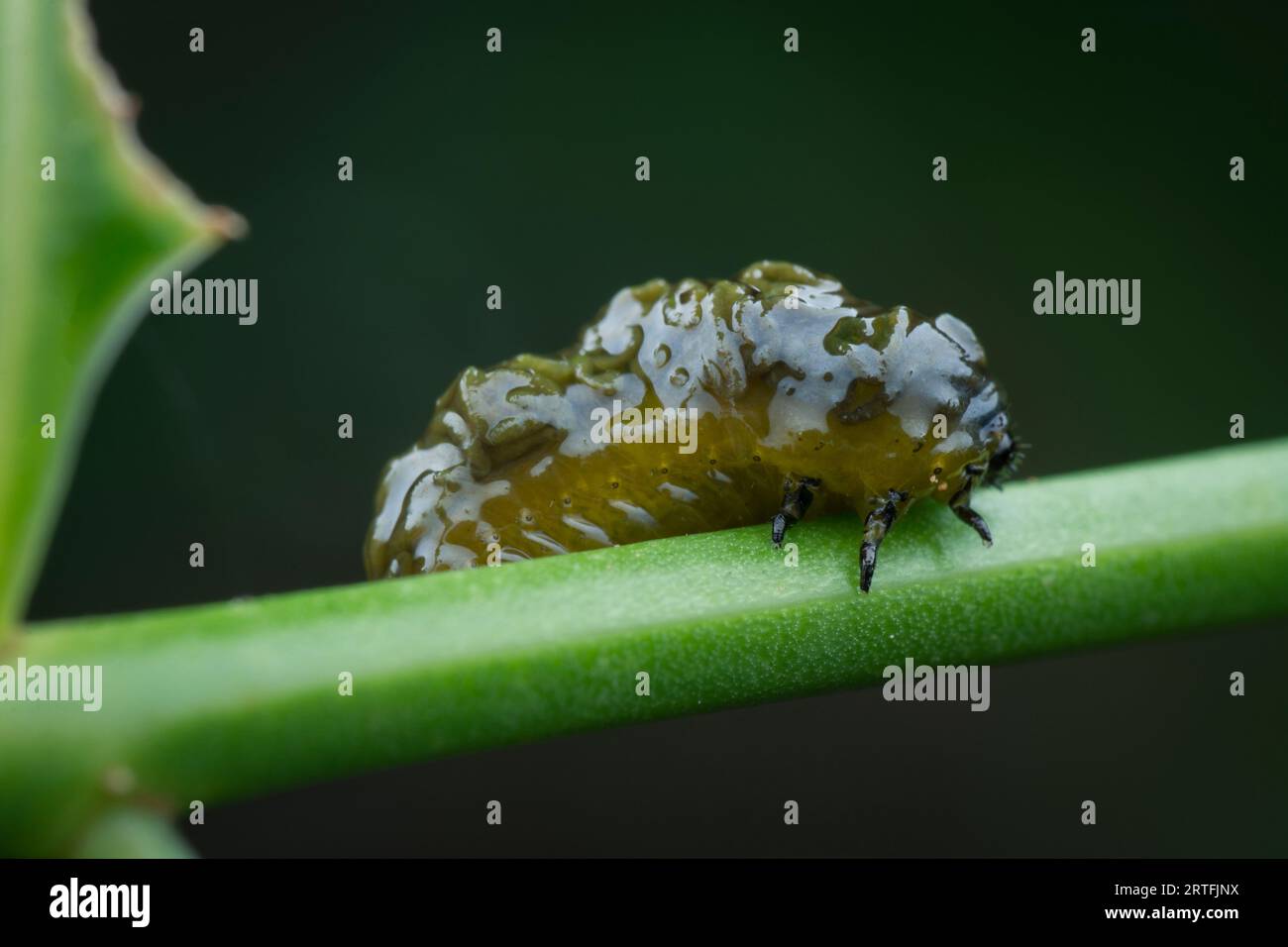 closeup shots of the life cycles of leaf beetle Stock Photo - Alamy