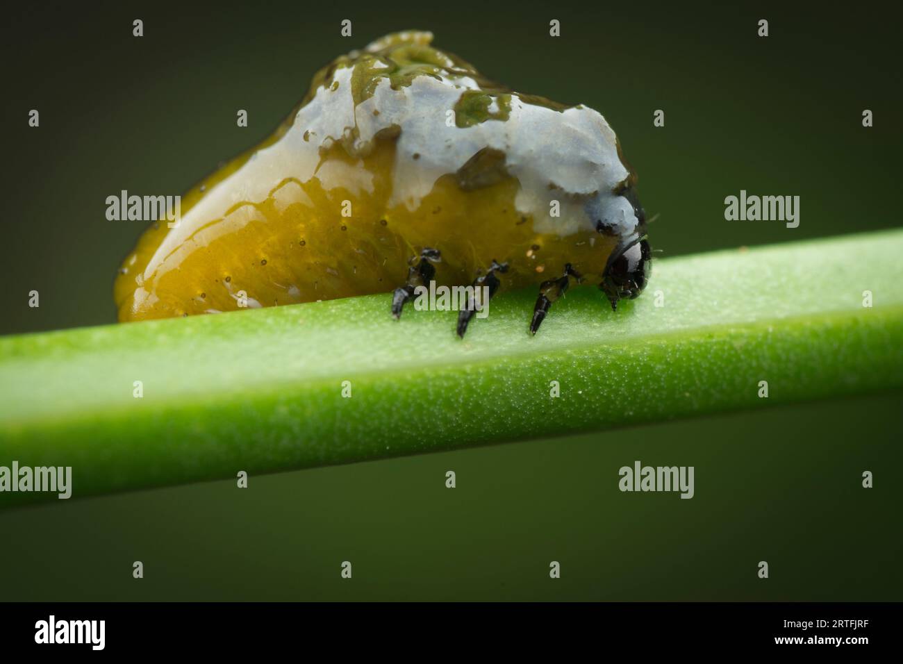 closeup shots of the life cycles of leaf beetle Stock Photo - Alamy