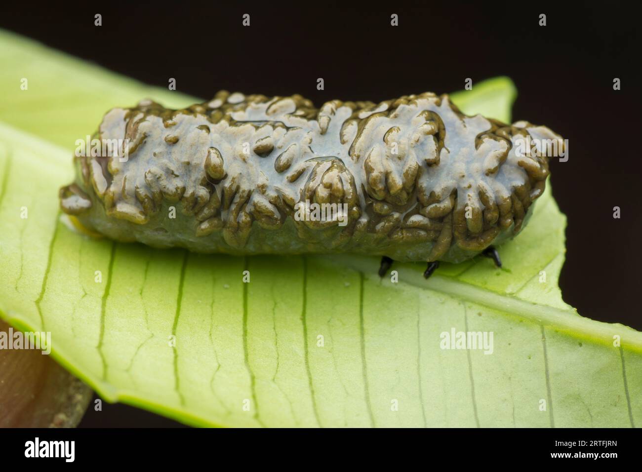 closeup shots of the life cycles of leaf beetle Stock Photo - Alamy