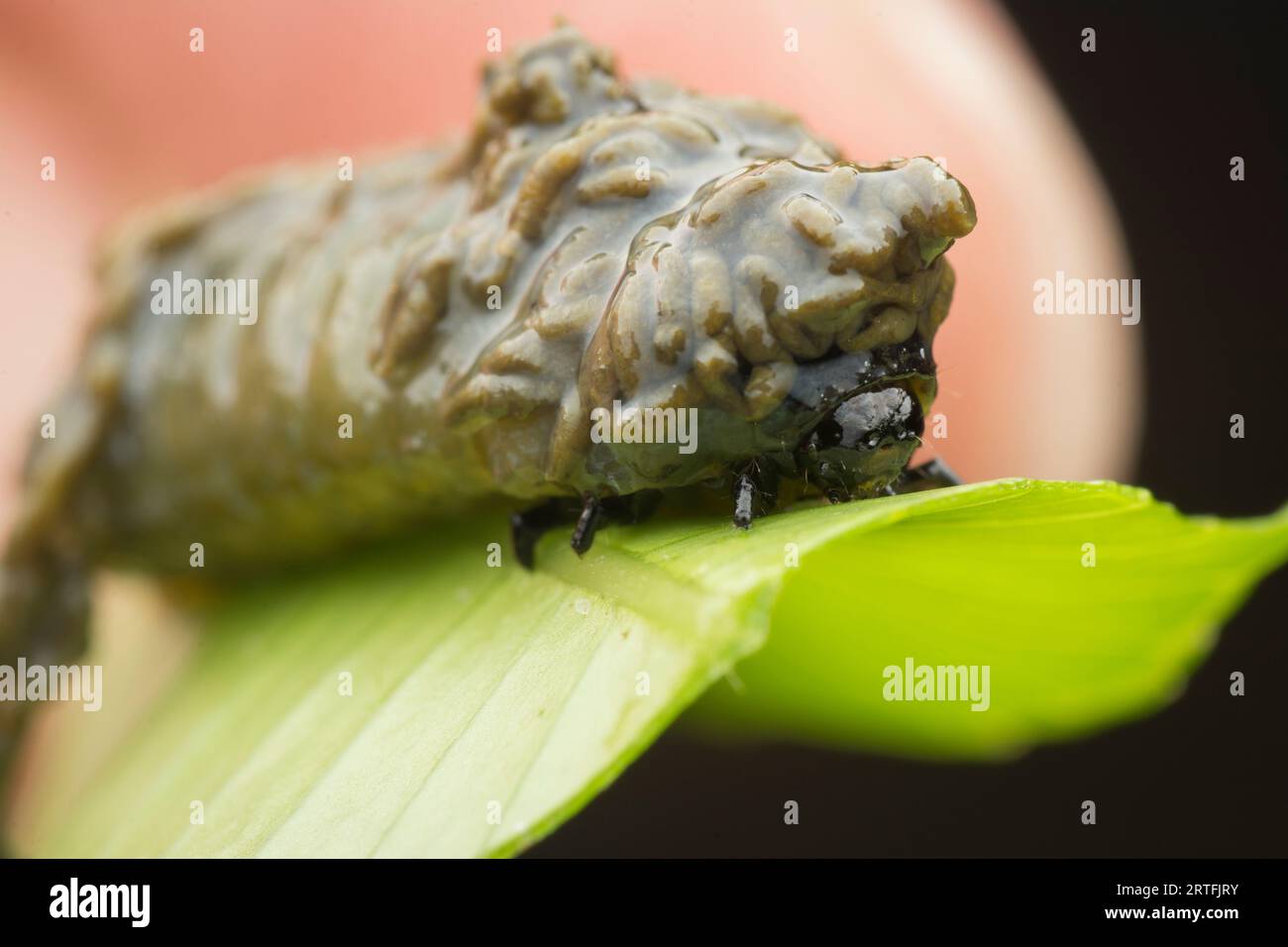 closeup shots of the life cycles of leaf beetle Stock Photo - Alamy