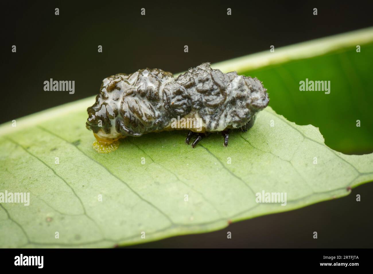closeup shots of the life cycles of leaf beetle Stock Photo - Alamy