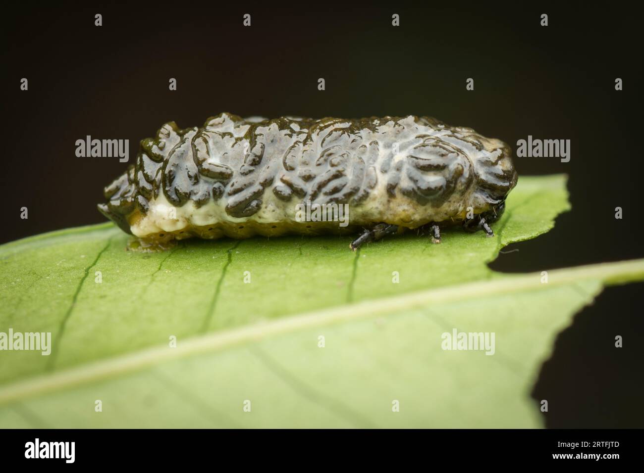 closeup shots of the life cycles of leaf beetle Stock Photo - Alamy