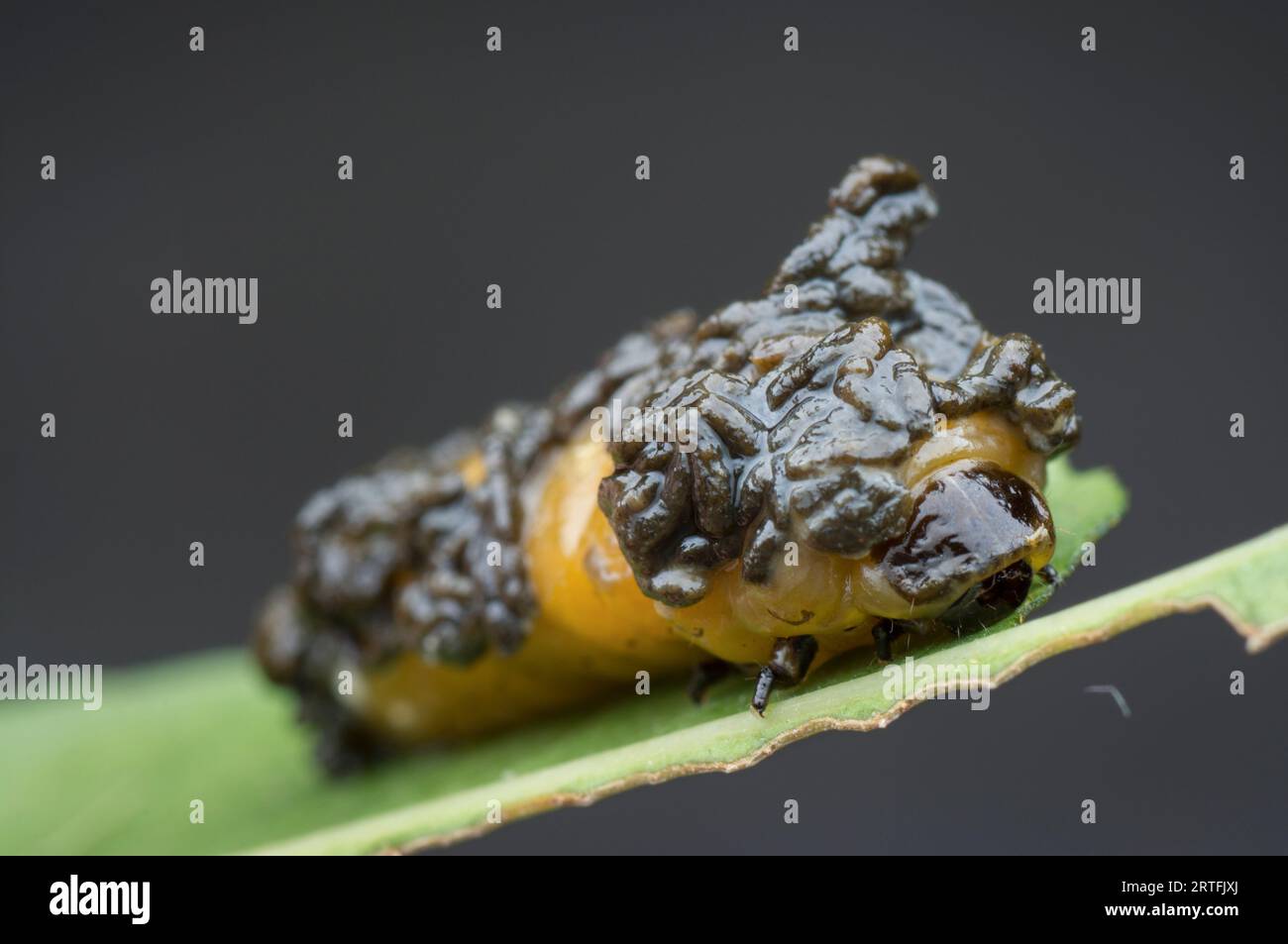 closeup shots of the life cycles of leaf beetle Stock Photo - Alamy