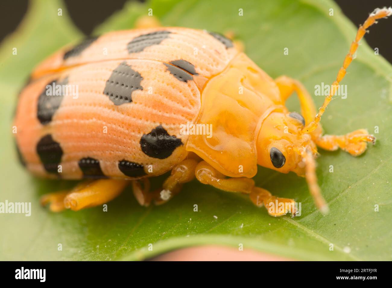 closeup shots of the life cycles of leaf beetle Stock Photo - Alamy