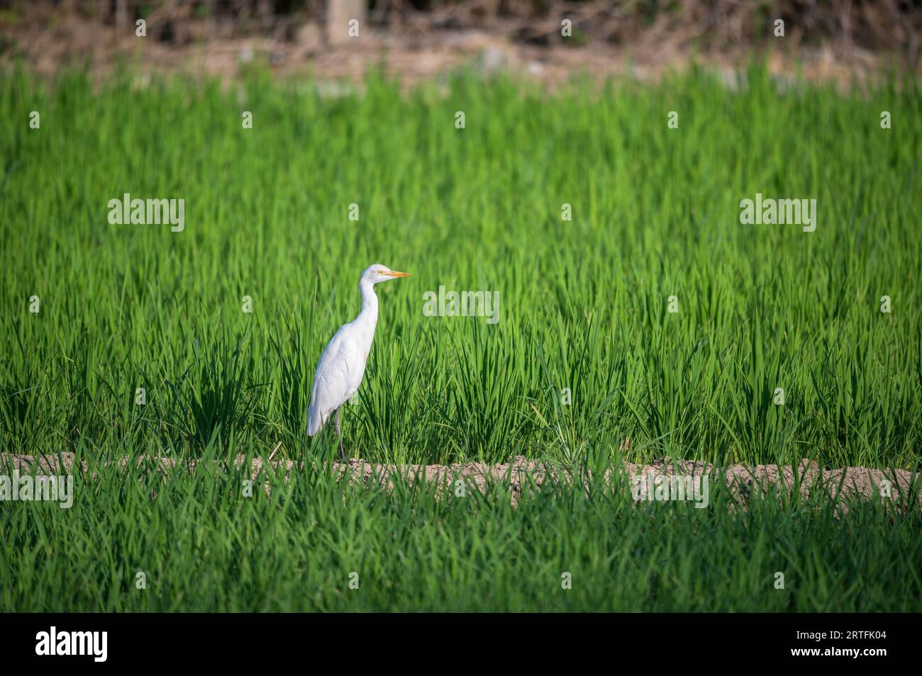 Nature's Harmony: Small Egret Foraging in Vibrant Rice Paddies. Scenery ...
