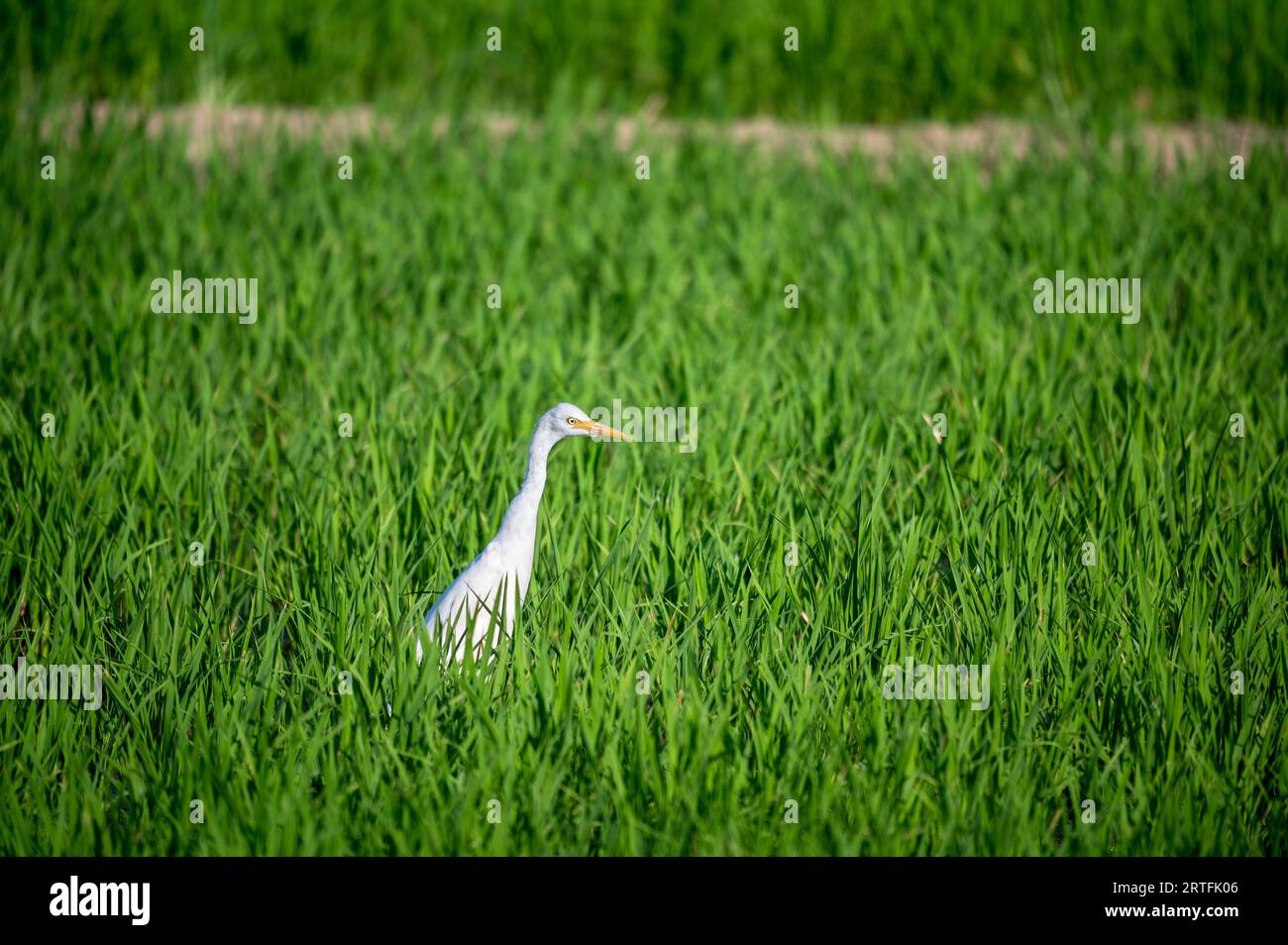 Zhunan town hi-res stock photography and images - Alamy