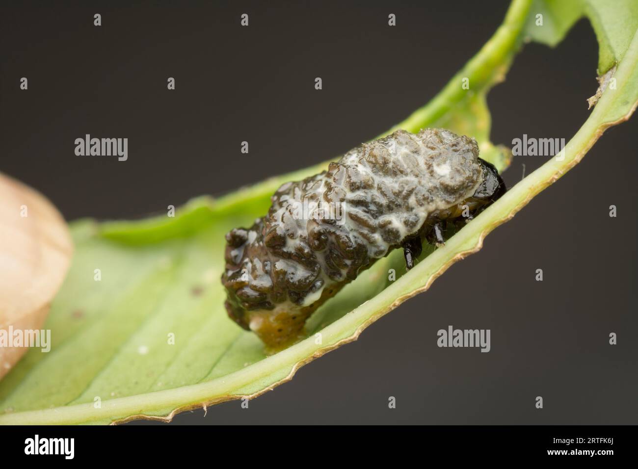 closeup shots of the life cycles of leaf beetle Stock Photo - Alamy