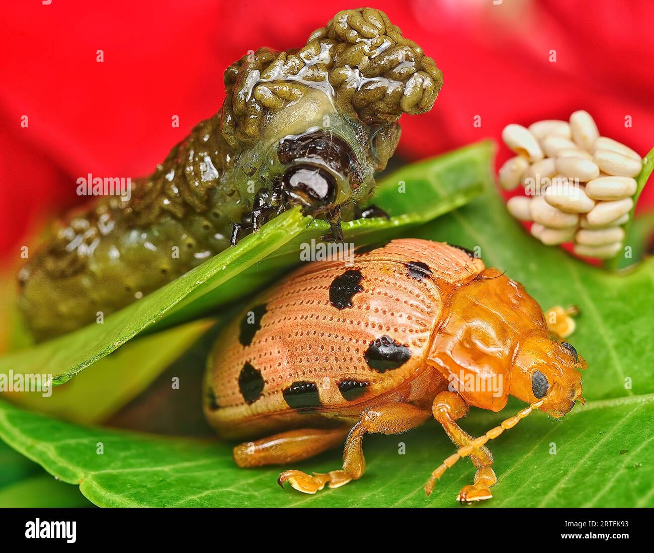 closeup shots of the life cycles of leaf beetle Stock Photo - Alamy