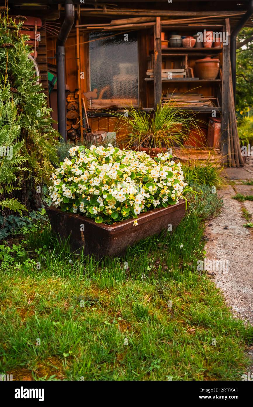 Flowers and plants in a pot with small path Stock Photo - Alamy