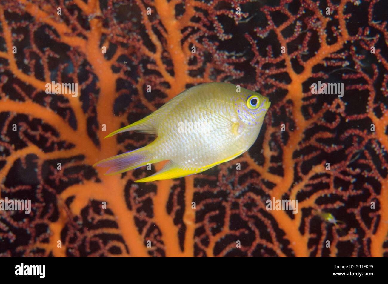 Golden Damsel, Amblyglyphidodon aureus, next to Sea Fan, Alcyonacea ...
