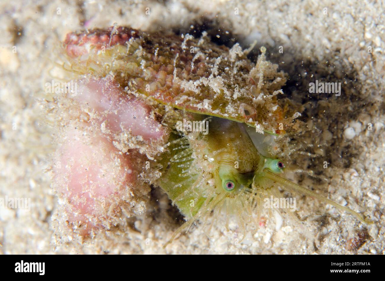 Abalone, Haliotis sp, Underwater Temple dive site, Pemuteran, Buleleng ...