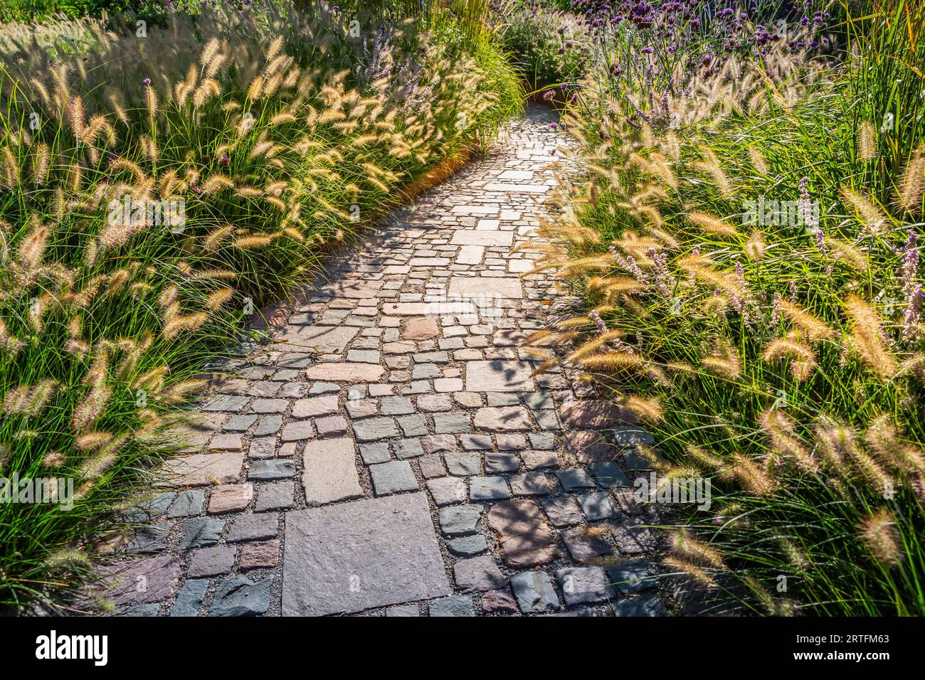 Paved path in natural garden with ornamental grasses in backyard or ...