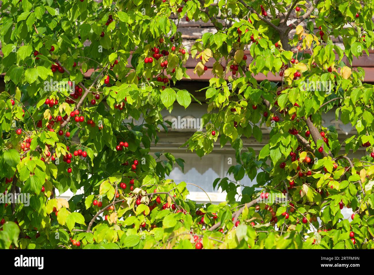 Dogwood berry hi-res stock photography and images - Alamy