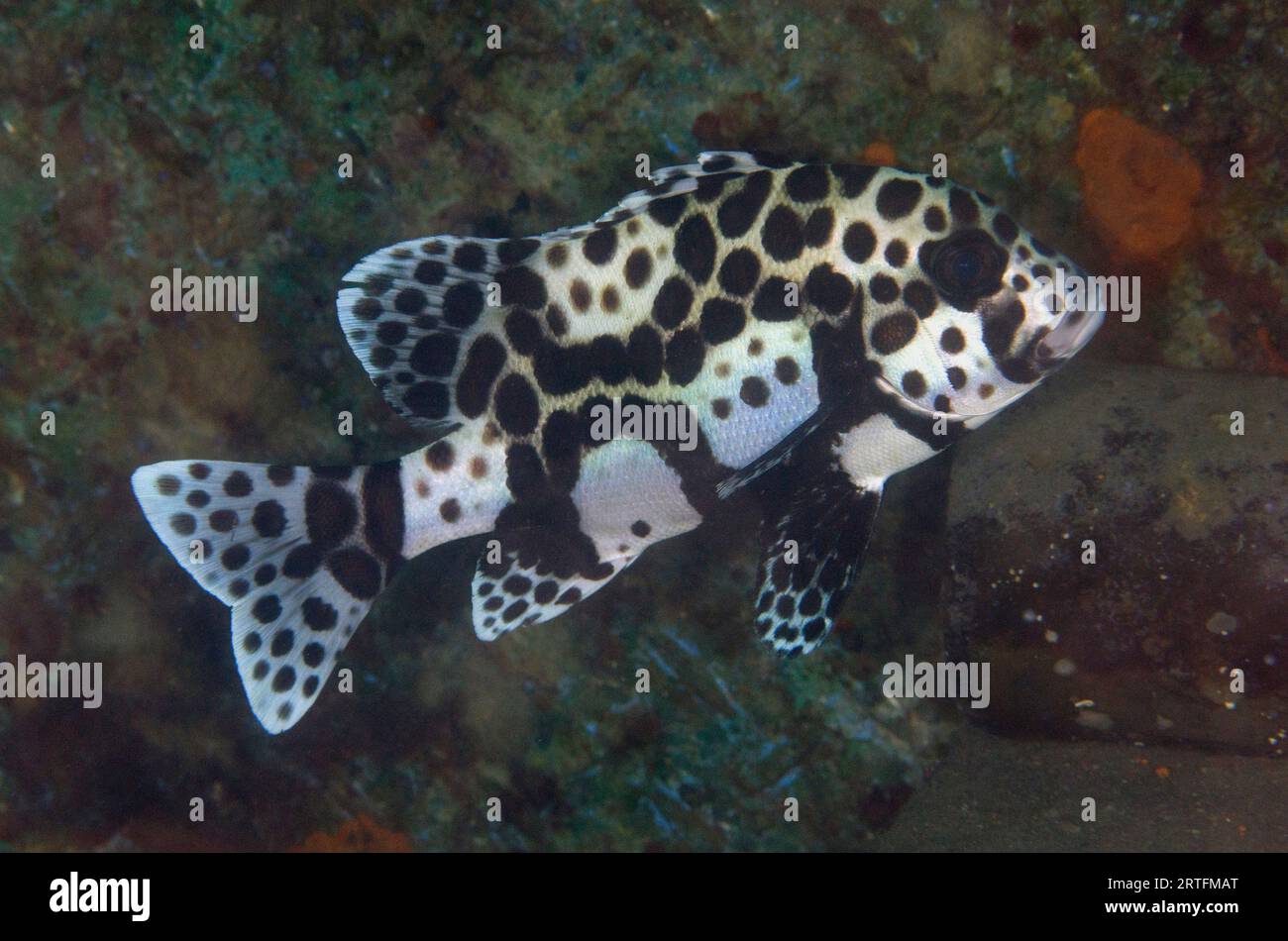 Sub-adult Many-spotted Sweetlips, Plectorhinchus chaetodonoides ...